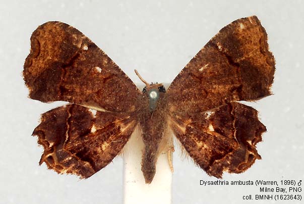 Papua Insects Foundation (Lepidoptera/Uraniidae thumbnails)